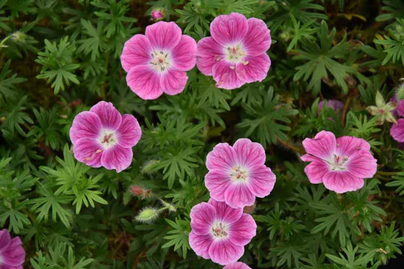 Geranium 'Elke' (Cranesbill)
