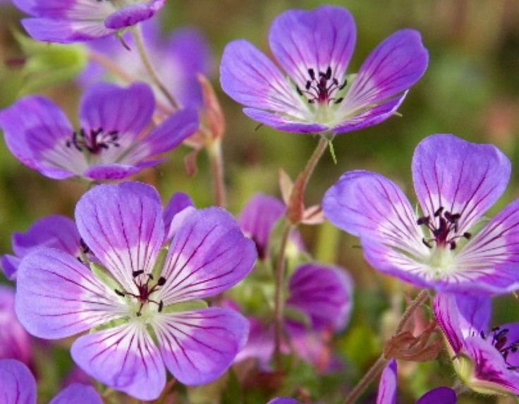 Geranium 'Sweet Heidy' (Cranesbill)