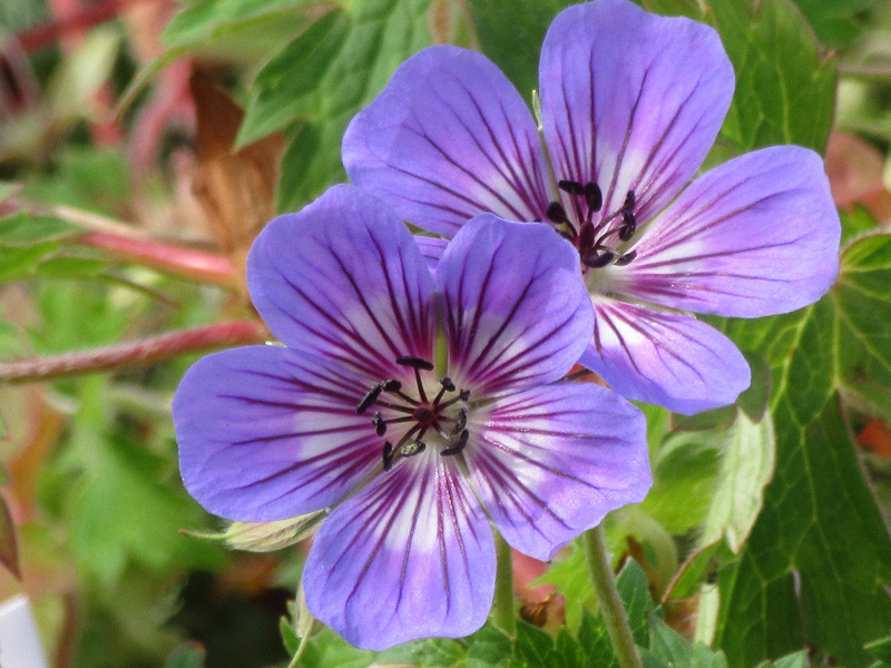 Geranium wallichianum Havana Blues (Cranesbill)