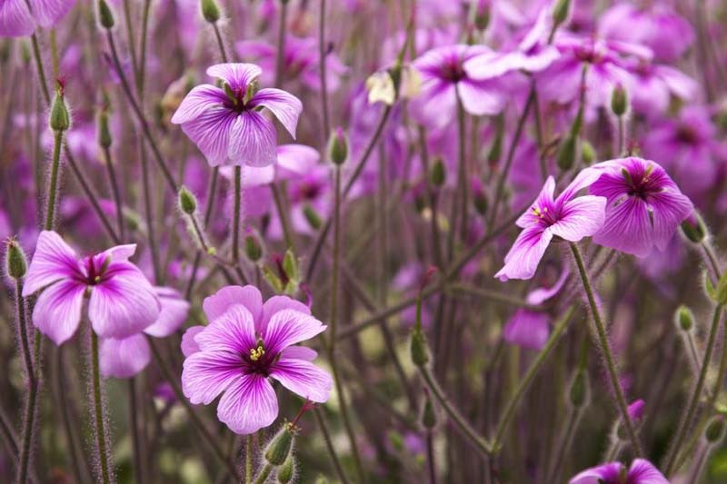 Great Hardy Geraniums for Shade