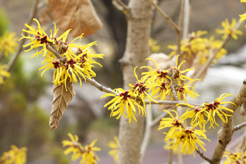 Hamamelis x intermedia 'Pallida' (Witch Hazel)