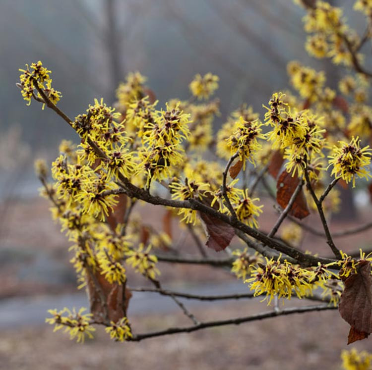 Hamamelis mollis 'Early Bright' (Chinese Witch Hazel)