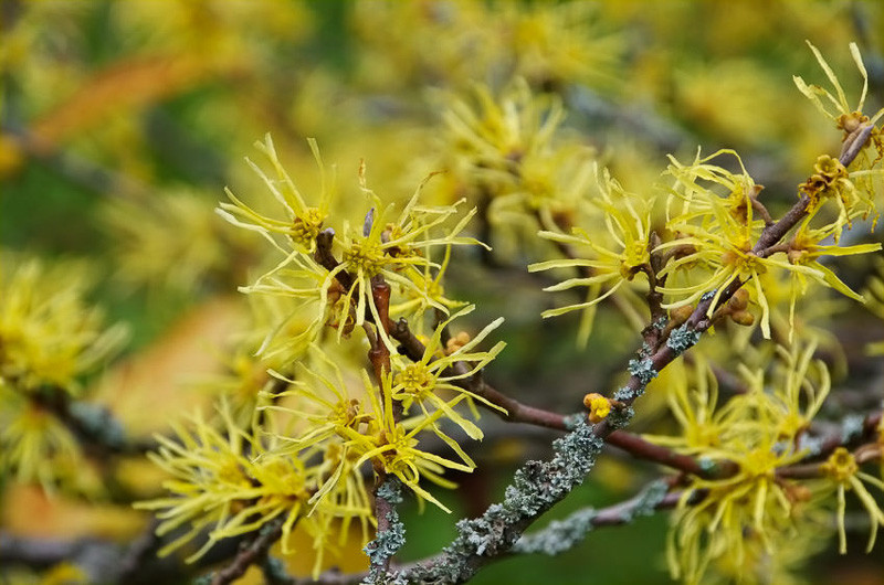 Hamamelis virginiana (Virginian Witch Hazel)