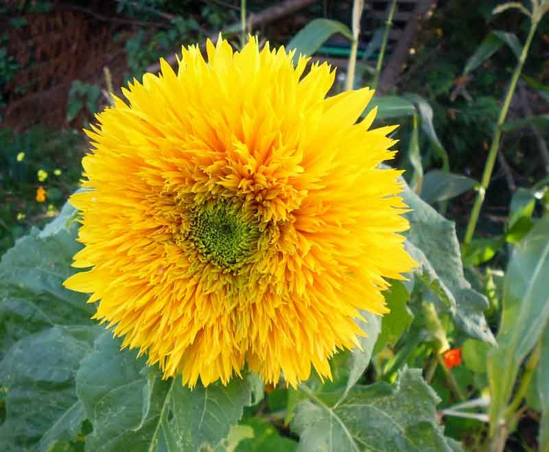Helianthus annuus 'Goldy' (Common Sunflower)