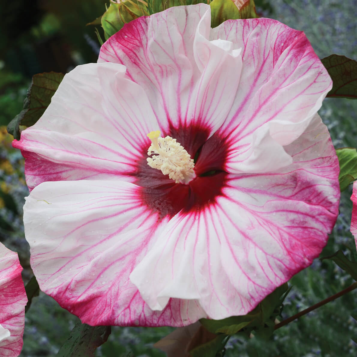 Hibiscus 'Cherry Cheesecake' (Rose Mallow): All You Need To Know