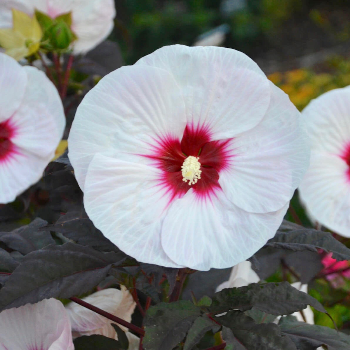 Hibiscus 'Mocha Moon' (Rose Mallow): All You Need To Know