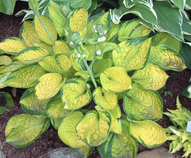 Hosta Al Amanecer En La Selva Tropical Ecuador Andariego El Turismo
