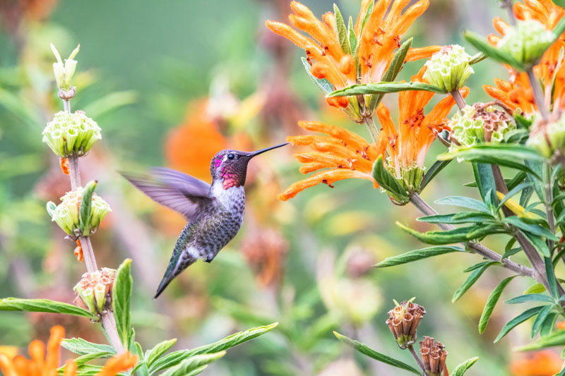 Hummingbird: A most captivating creature in the world