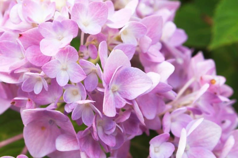Beautiful Hydrangeas for the Upper South Region