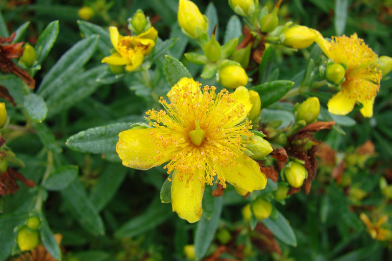 Hipericum Kalmianum Hypericum Kalmianum 'Gemo' St. John's Wort From