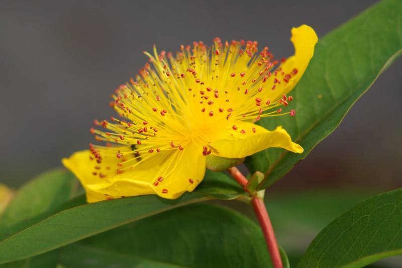 Hypericum calycinum (St. John's Wort)