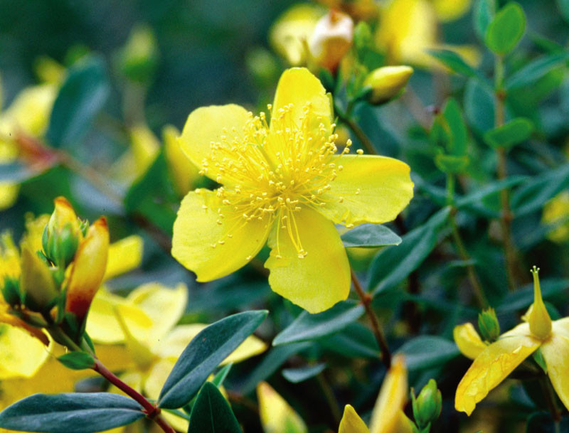 Hypericum frondosum 'Sunburst' (St. John's Wort)
