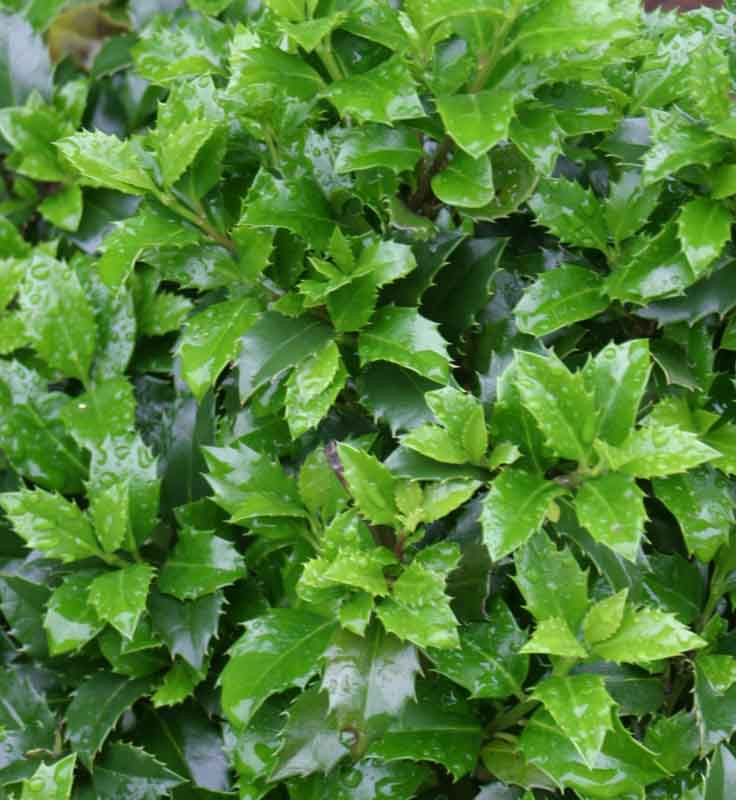 Ilex x meserveae Castle Wall® (Blue Holly)