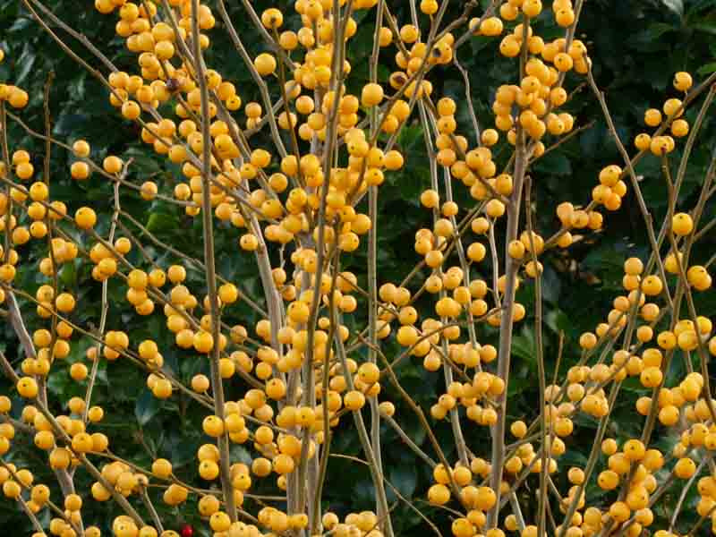 Ilex verticillata Berry Heavy® Gold (Winterberry)