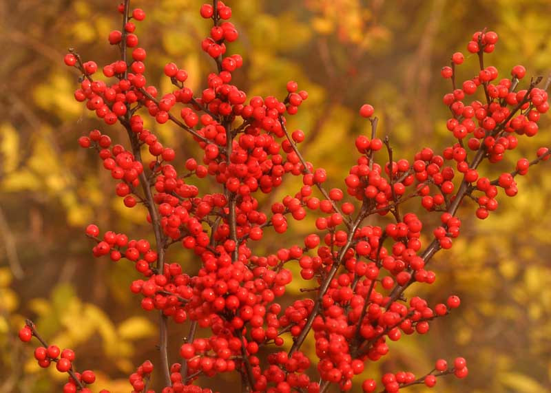 Baya De Ilex Verticillata