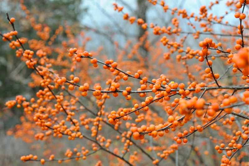 Ilex verticillata 'Winter Gold' (Winterberry)