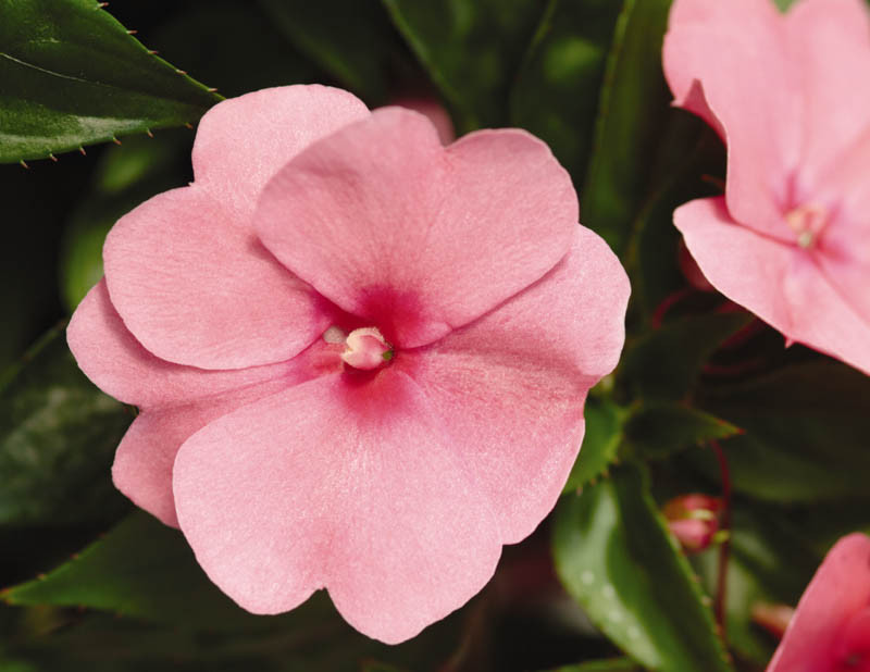 Impatiens 'Divine Pink'