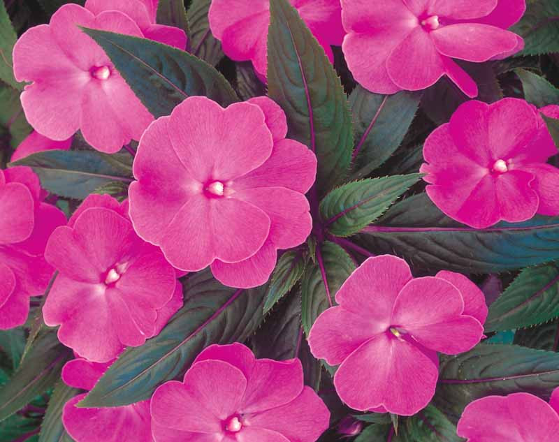 Impatiens 'Infinity Blushing Lilac'
