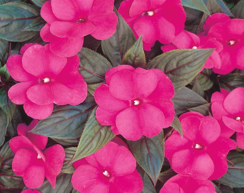 Impatiens 'Infinity Dark Pink'