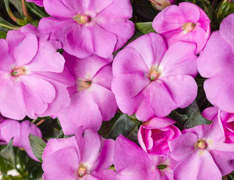 Impatiens 'Infinity Lavender'