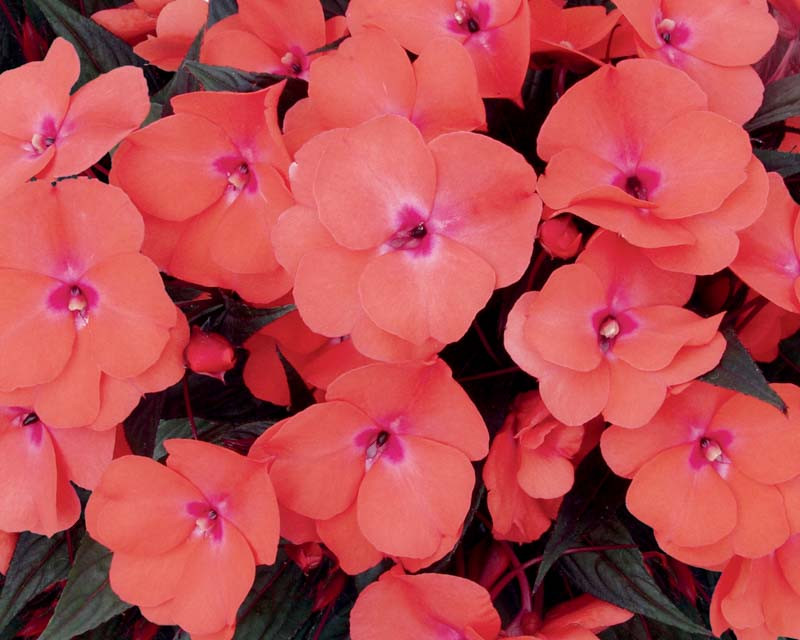 Impatiens 'Infinity Salmon'
