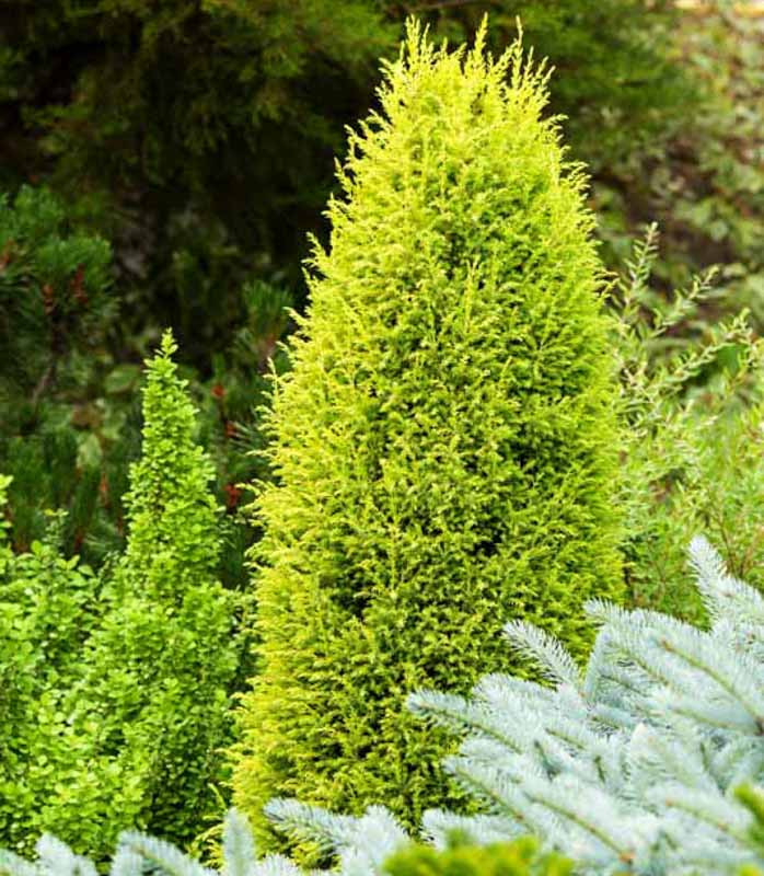 Juniperus communis 'Suecica Aurea' (Swedish Juniper)