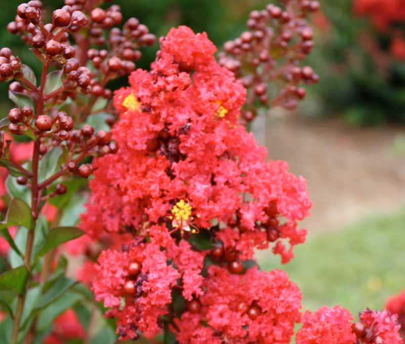 Lagerstroemia Red Magic™ (Crape Myrtle)