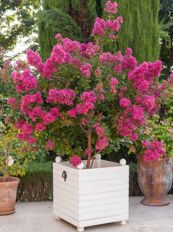 Lagerstroemia 'Tonto' (Crape Myrtle)