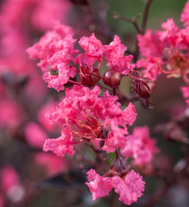 Lagerstroemia Twilight Magic™ (Crape Myrtle)