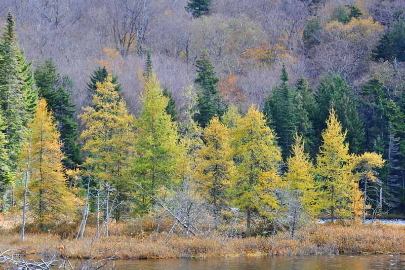 Larix laricina (American Larch)