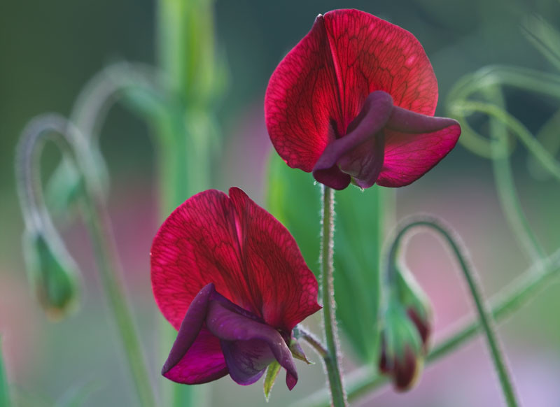 Lathyrus odoratus 'Black Knight' (Sweet Pea)