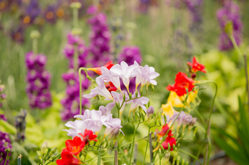 Learn How To Plant, Care and Grow Gorgeous Freesias