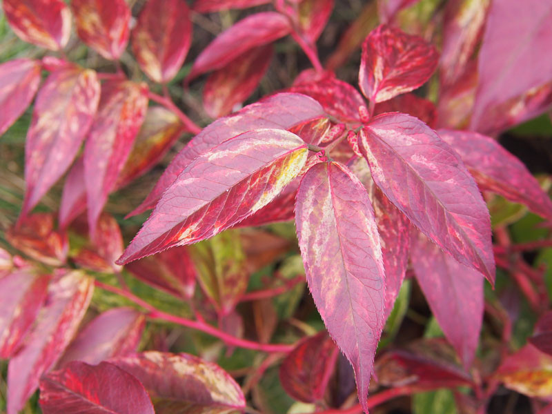 Leucothoe fontanesiana 'Rainbow' (Dog Hobble)