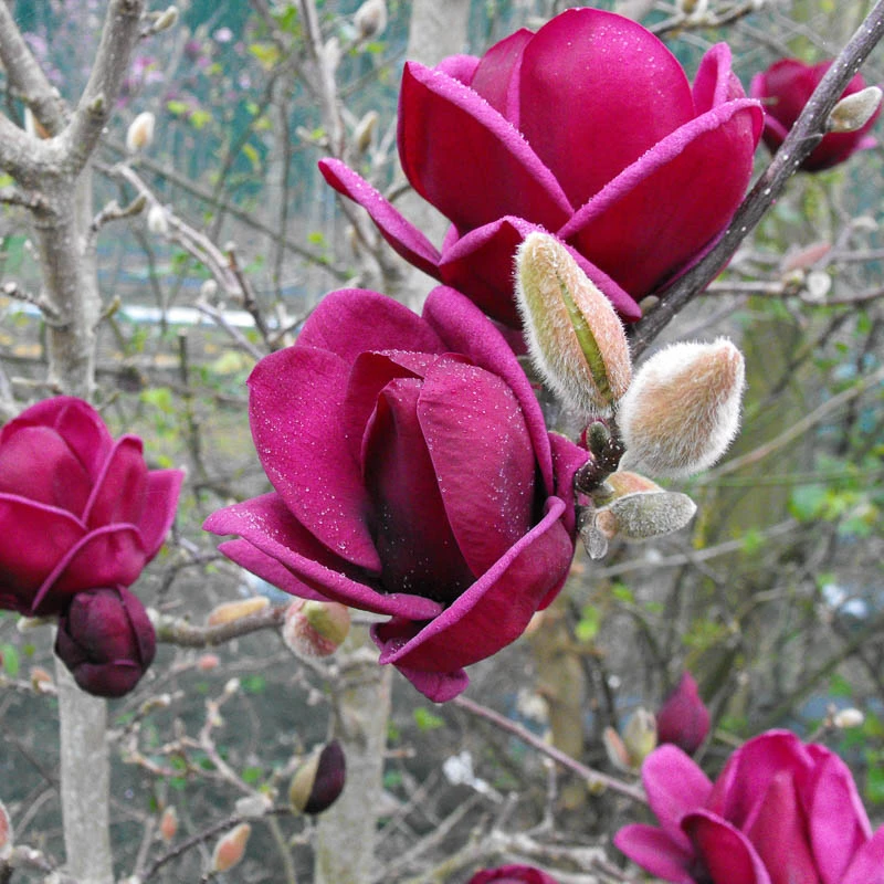 Magnolia 'Genie'