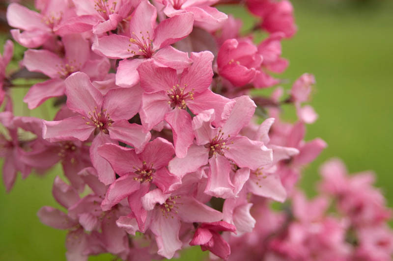Malus 'Adams' (Crabapple)