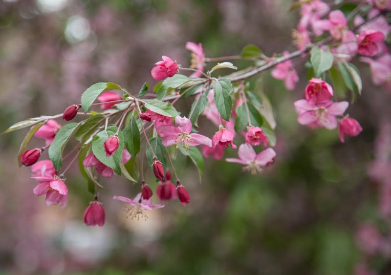 Malus Ruby Tears™ (Crabapple)