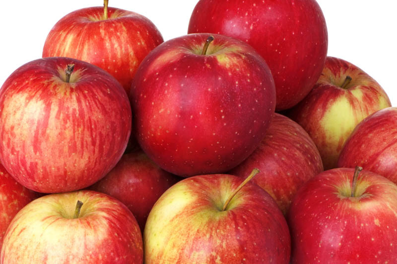 Malus domestica 'Haralson' (Semi-Dwarf Apple)