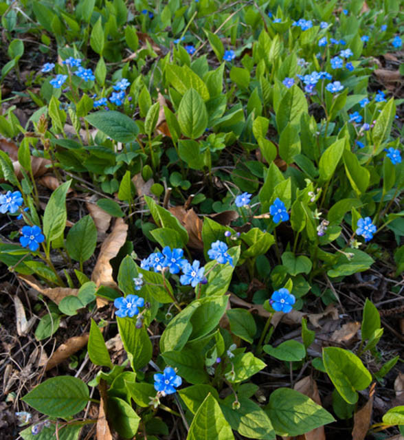 Omphalodes verna (Blue-Eyed Mary)