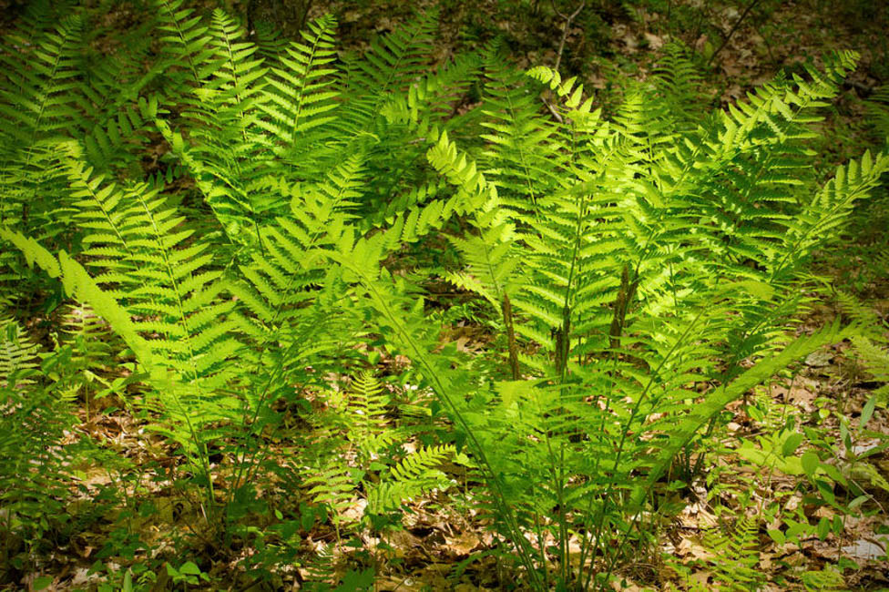 Osmunda claytoniana (Interrupted Fern)