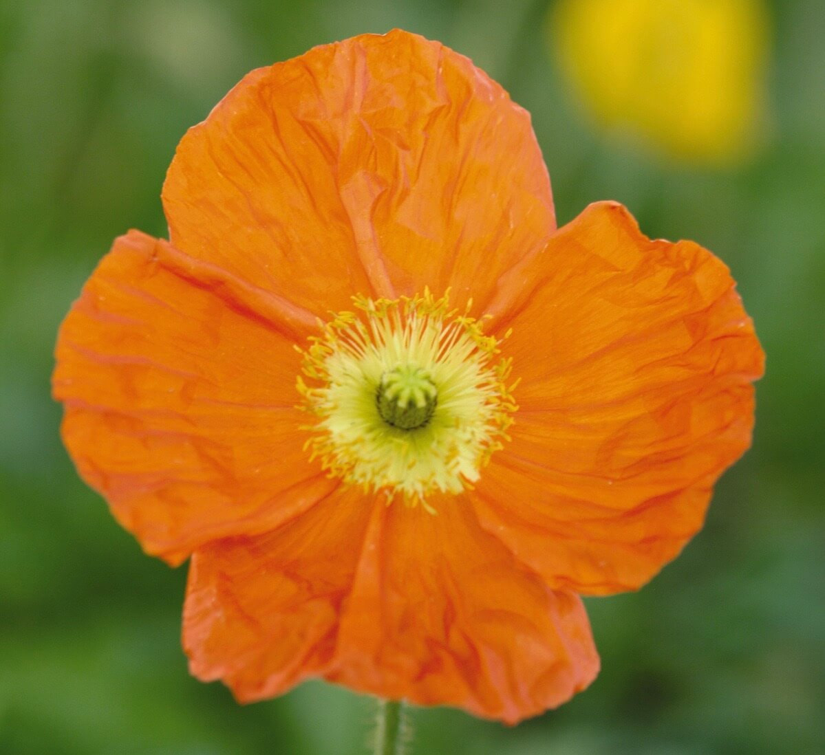 Papaver nudicaule 'Champagne Bubbles Orange' (Iceland Poppy)