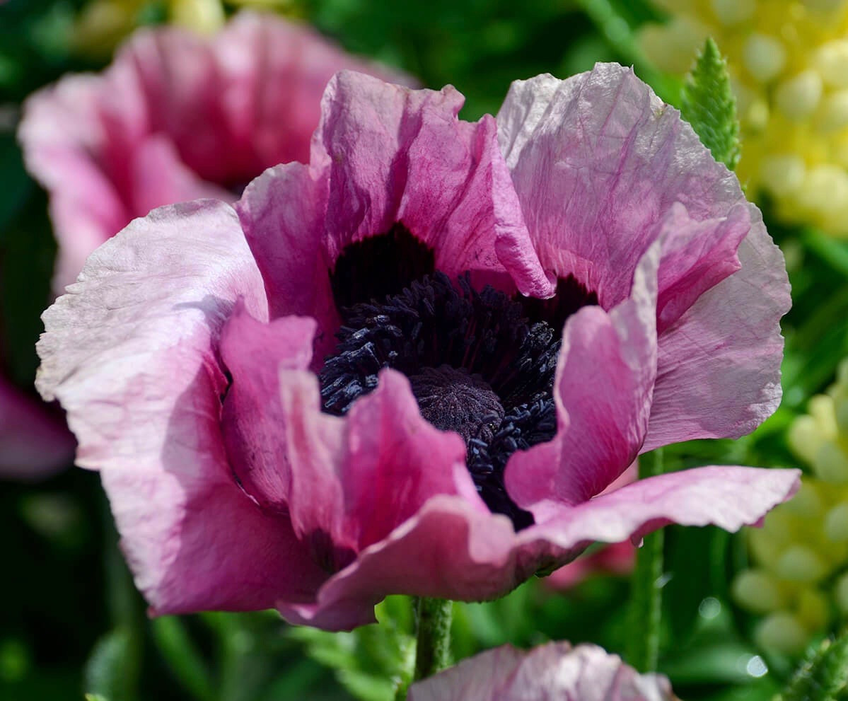 Papaver orientale 'Plum Pudding' (Oriental Poppy)