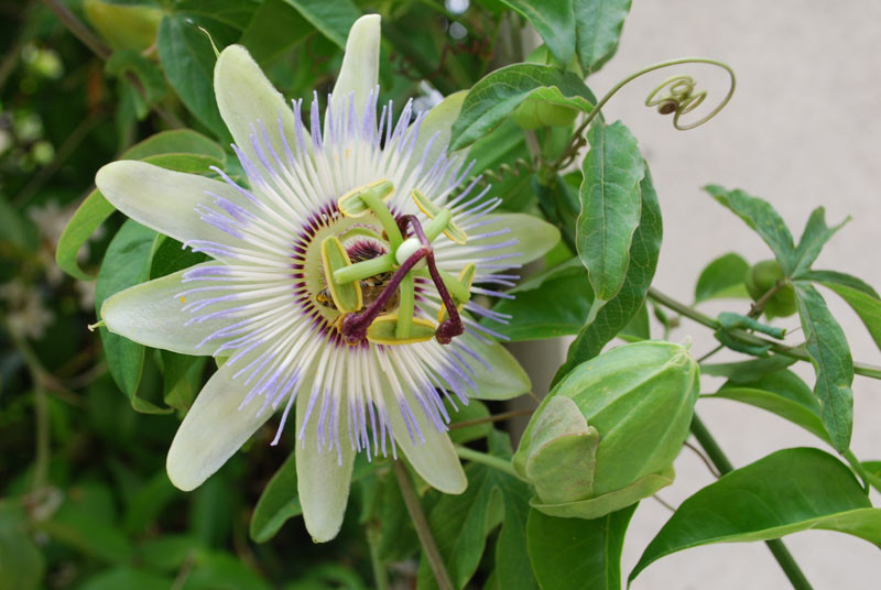 Passiflora Caerulea White Lightning Landscape