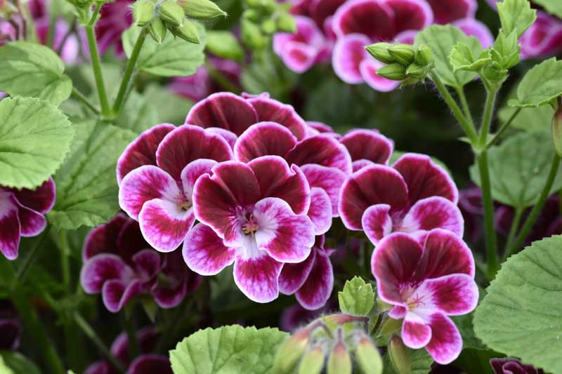 Pelargonium 'Henry Weller' (Angel Pelargonium)