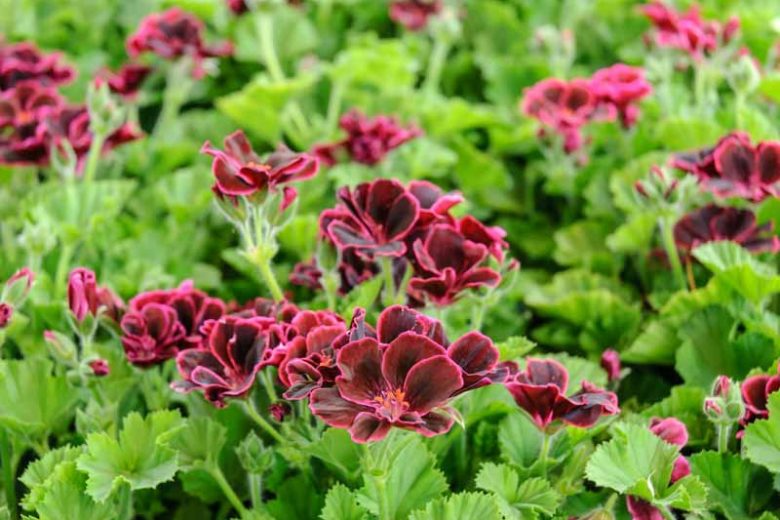 Pelargonium 'Lord Bute' (Regal Pelargonium)