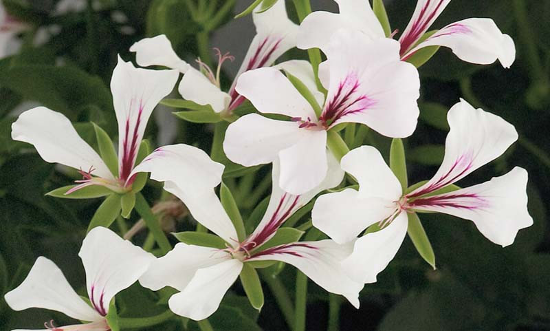Pelargonium peltatum 'Cascade White' (Ivy Geranium)