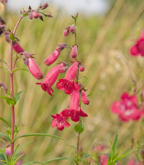 Penstemon 'Firebird' (Beardtongue)