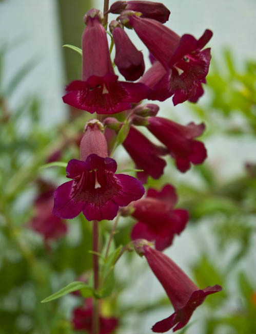 Penstemon 'Rich Ruby' (Beardtongue)