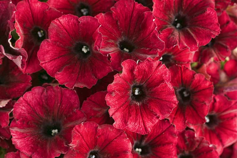 Petunia 'Supertunia Black Cherry'