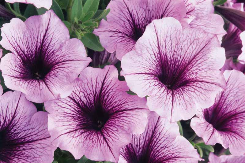 Petunia 'Supertunia Bordeaux'