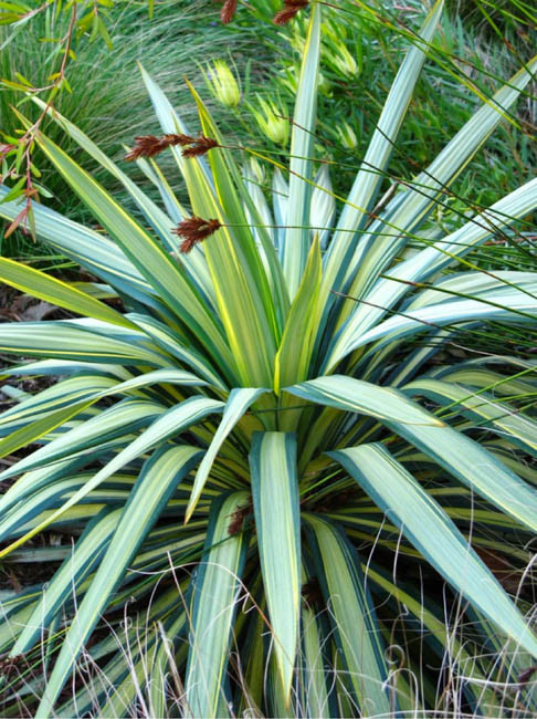 Phormium 'Yellow Wave' (New Zealand Flax)